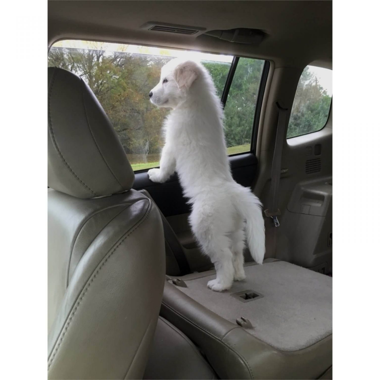 14 Pictures Only Great Pyrenees Owners Will Think Are Funny - The Dogman