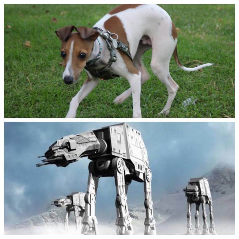 14 Pictures Only Greyhound Owners Will Think Are Funny - The Dogman