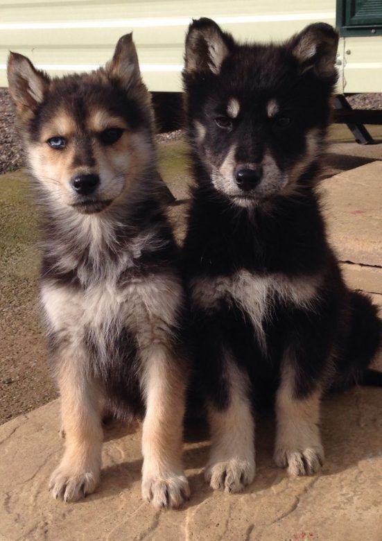 21 Husky Mixes That Are Unbelievably Adorable - The Dogman
