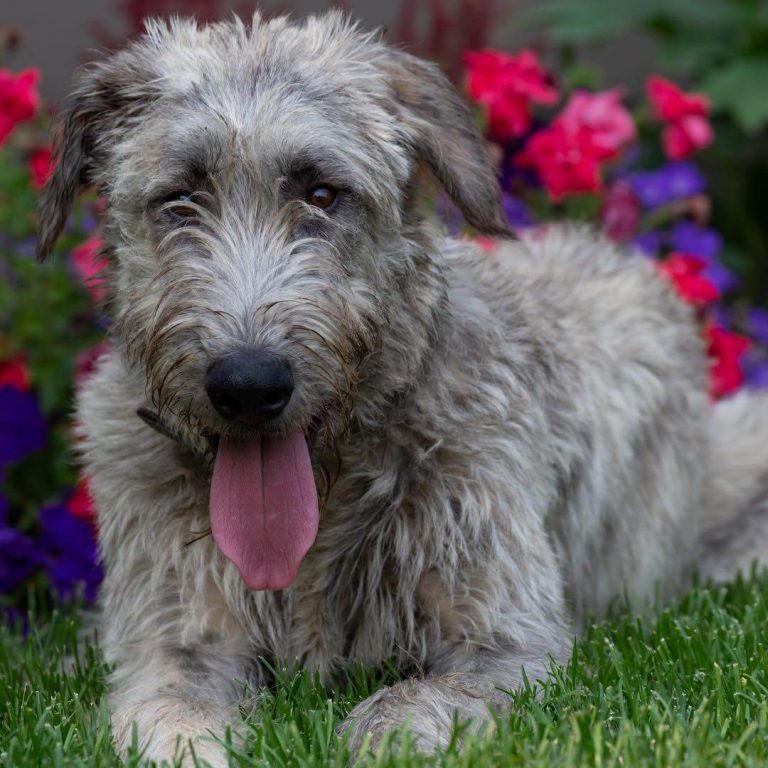 14 Pictures Only Irish Wolfhound Owners Will Think Are Funny - The Dogman