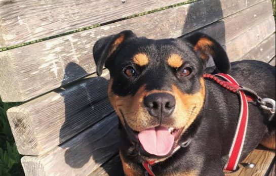 18 Jack Russell Terrier Mixes That Are Absolutely Precious - The Dogman