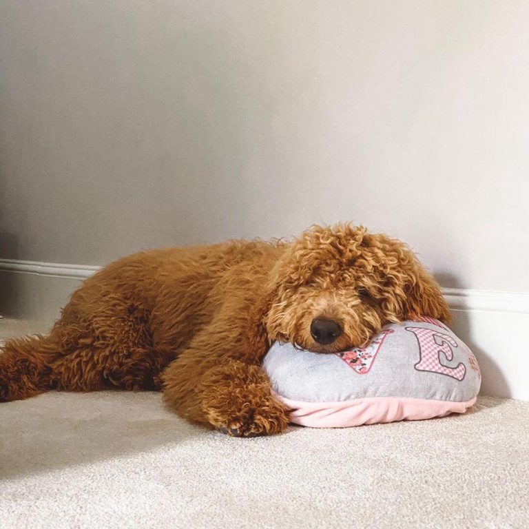 14 Pictures Only Labradoodle Owners Will Think Are Funny - Page 2 of 5 ...