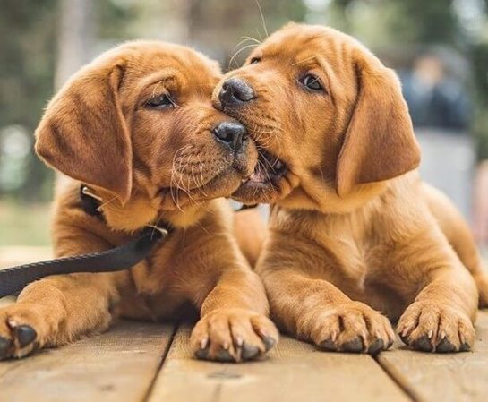 14 Amazing Facts About Labradors You Probably Never Knew - The Dogman