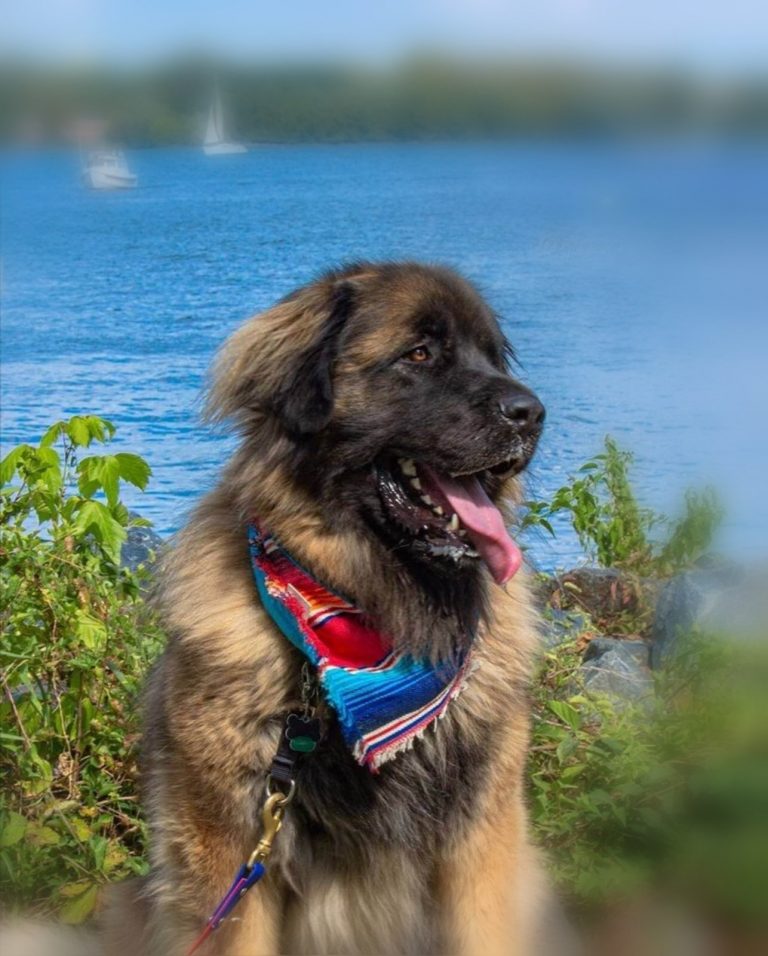 14 Pictures Only Leonberger Owners Will Think Are Funny - The Dogman