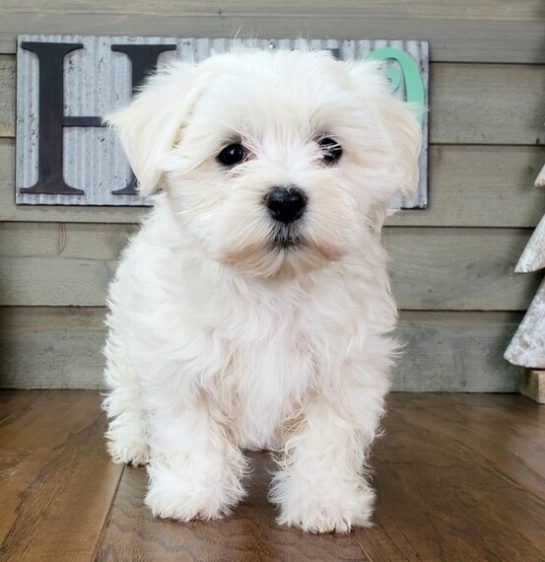 20 Crazily Cute Maltese Mixes You Have To Check Out Now - The Dogman