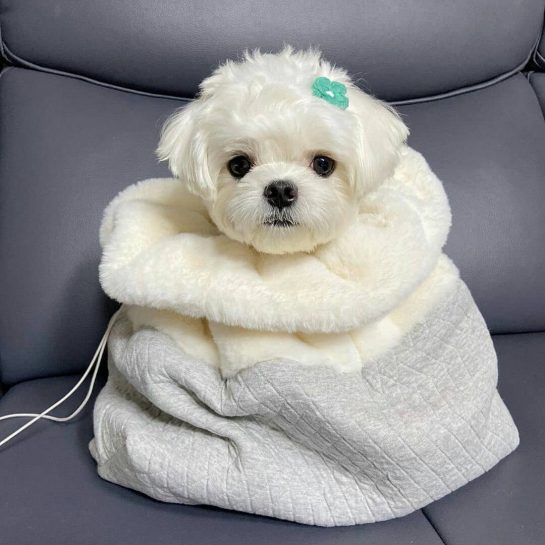14 Pictures Only Maltese Owners Will Think Are Funny - The Dogman