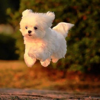 14 Pictures Only Maltese Owners Will Think Are Funny - The Dogman