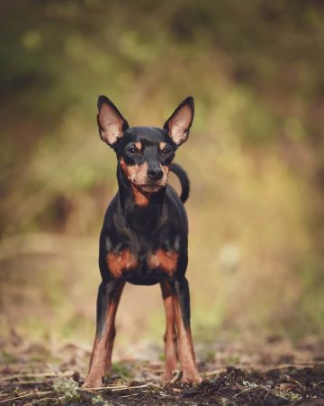 14 Amazing Facts About Miniature Pinschers You Probably Never Knew ...