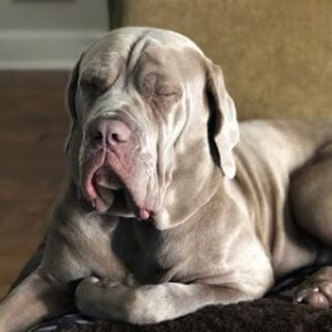 14 Interesting Facts About Neapolitan Mastiffs - The Dogman
