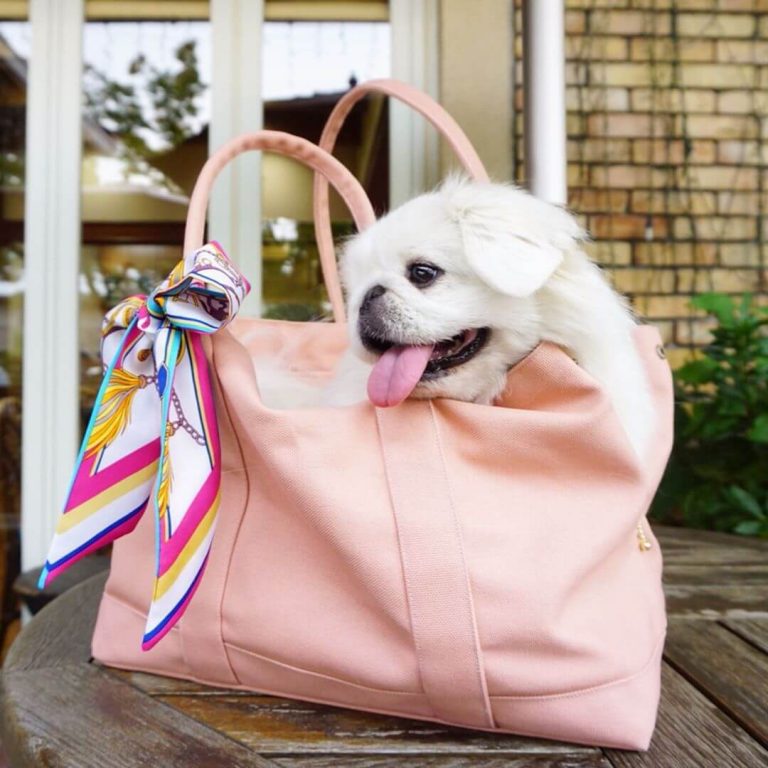 15 Interesting Facts About Pekingese - Page 5 of 5 - The Dogman