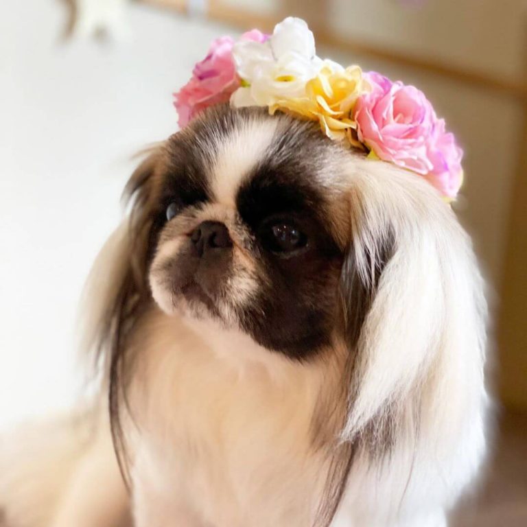 15 Interesting Facts About Pekingese - The Dogman