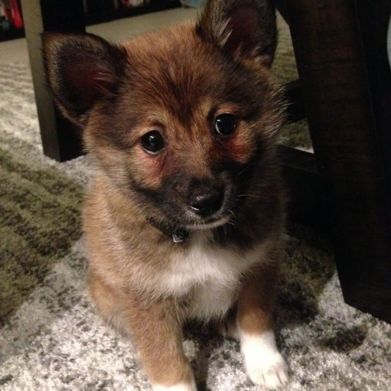 18 Loving Shiba Inu Mixes – The Best Shiba Mix Guide - Page 3 of 4 ...