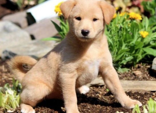 18 Loving Shiba Inu Mixes – The Best Shiba Mix Guide - The Dogman