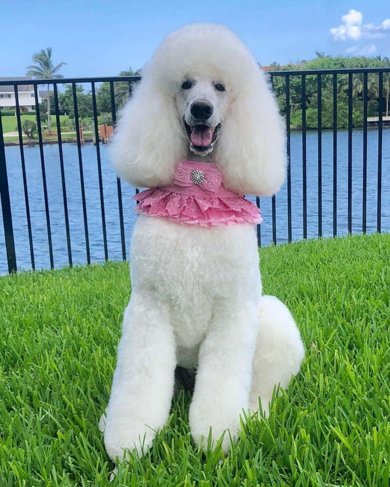 14 Interesting Facts About Poodles | Page 4 of 5 | The Dogman