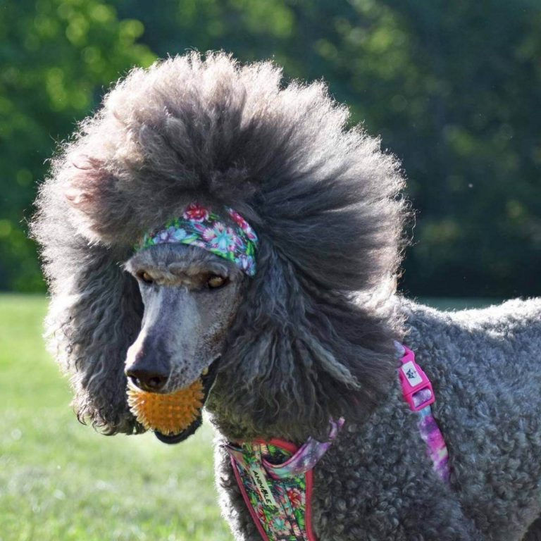 14 Interesting Facts About Poodles - The Dogman
