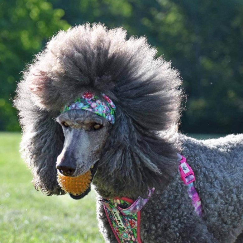 14 Interesting Facts About Poodles - The Dogman