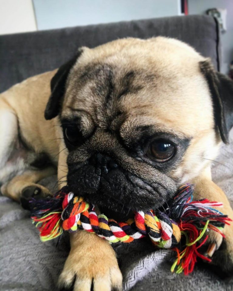 14 Interesting Facts About Pugs - The Dogman