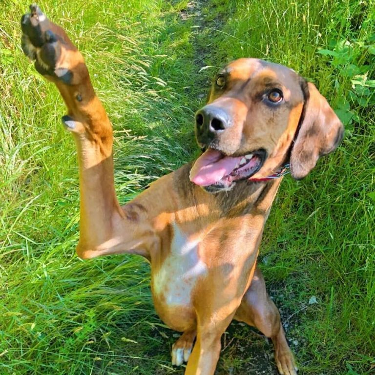 14 Pictures Only Rhodesian Ridgeback Owners Will Think Are Funny - The ...