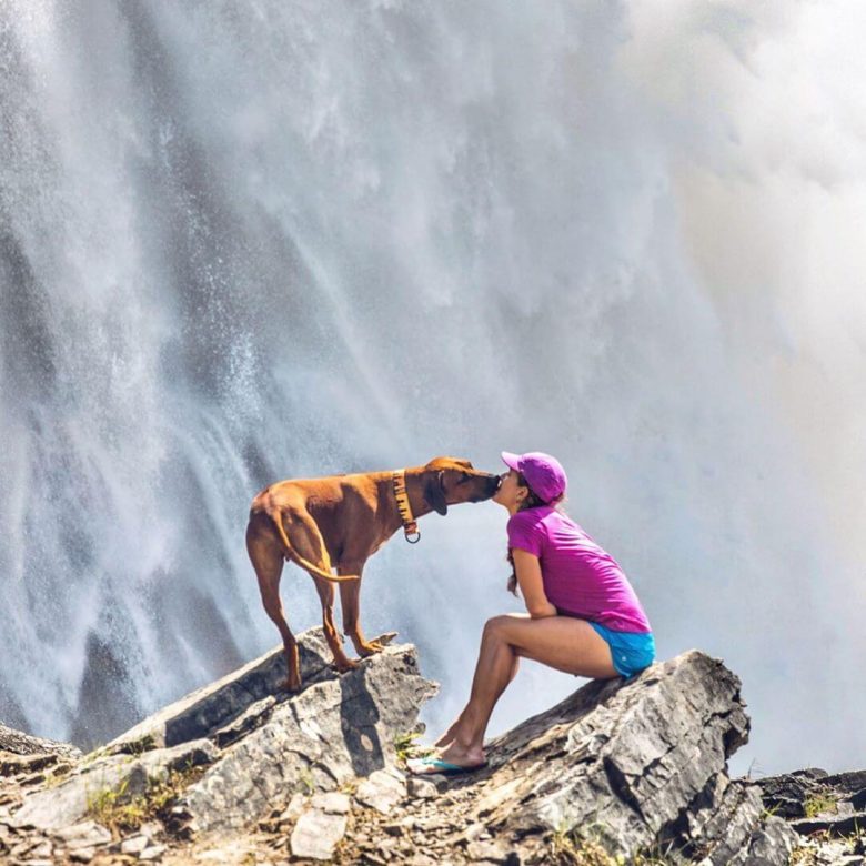 14 Pictures Only Rhodesian Ridgeback Owners Will Think Are Funny - The ...