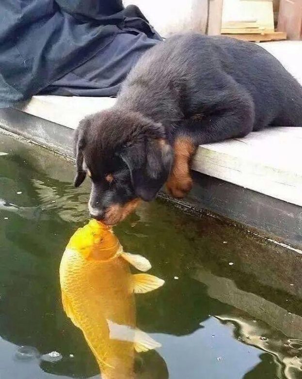 14 Things You Didn't Know About the Rottweiler - The Dogman