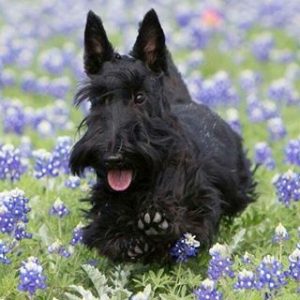 14 Amazing Facts About Scottish Terriers You Probably Never Knew - The ...