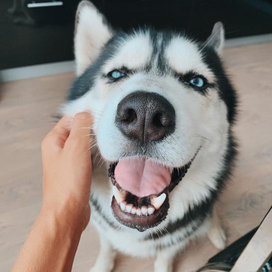 14 Interesting Siberian Husky Facts - The Dogman