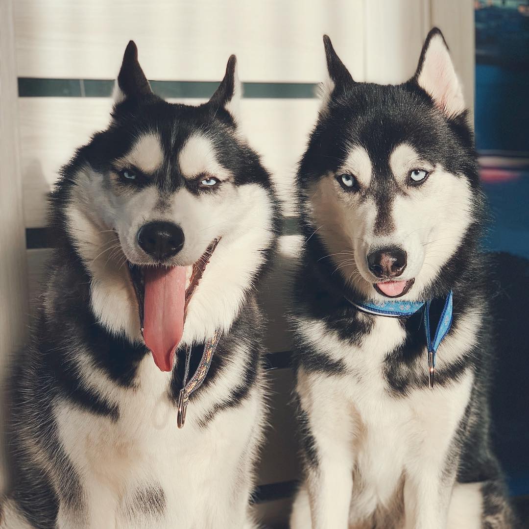 14 Interesting Siberian Husky Facts - Page 2 of 5 - The Dogman