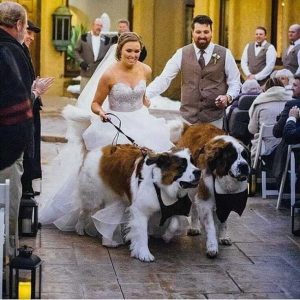 14 Amazing Facts About The St. Bernard - The Dogman