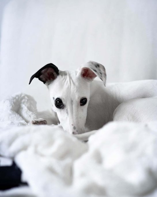 14 Pictures Only Whippet Owners Will Think Are Funny - The Dogman