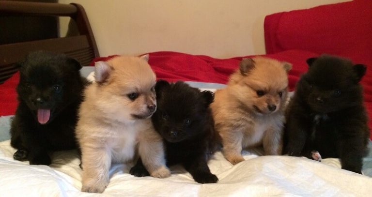 Raising Puppies: Feeding Schedule for 4-Week Old Puppies - The Dogman