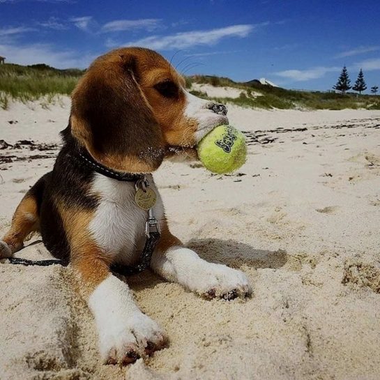 14 Pictures Only Beagle Owners Will Think Are Funny - The Dogman