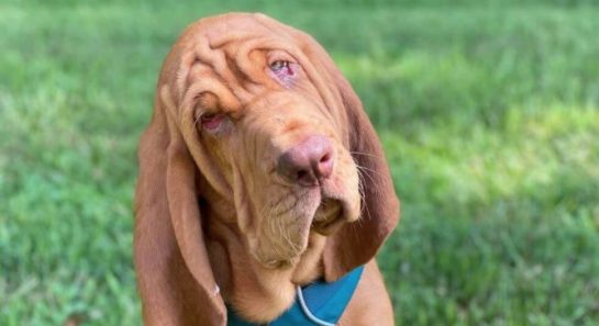 15 Funniest Bloodhound Memes - The Dogman