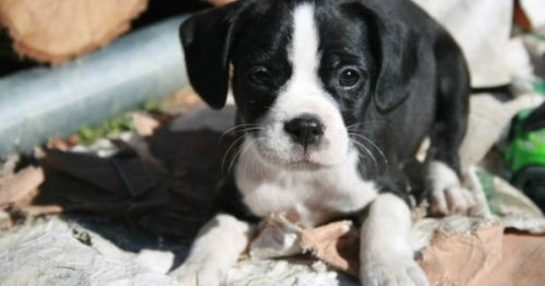 20 Beautiful Boston Terrier Mixes - Find the Perfect Mix - The Dogman