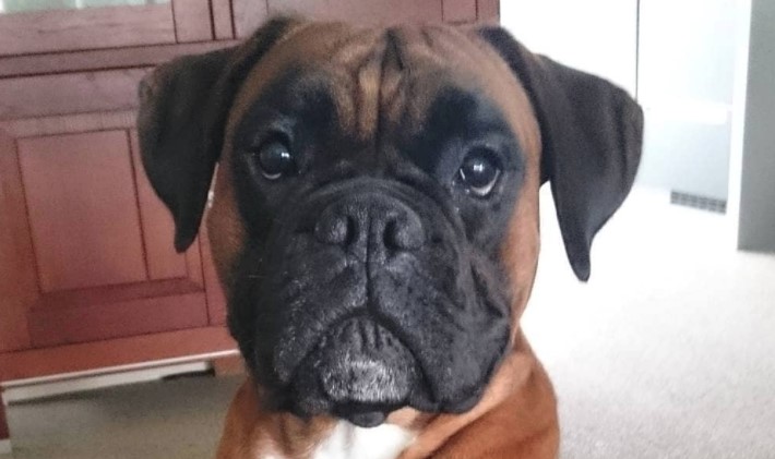 14 Interesting Facts About Boxer Dogs - The Dogman