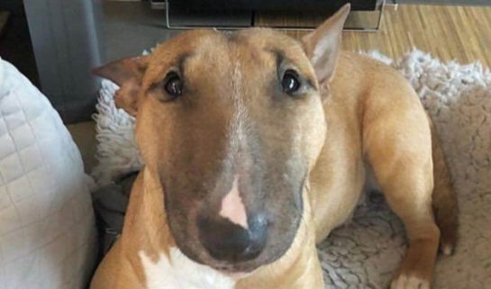 10 Most Popular Dog Breeds in Russia - The Dogman