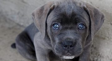 80 Female Cane Corso Names - The Dogman