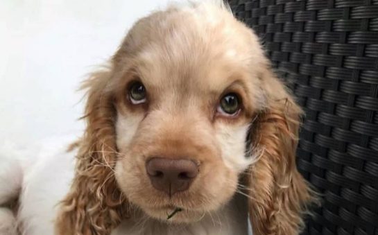 The 15 Funniest Cocker Spaniel Memes of the Day! - The Dogman