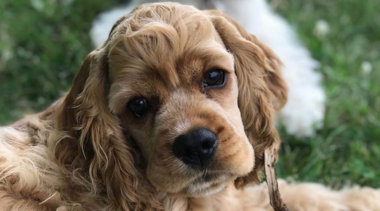 The 15 Funniest Cocker Spaniel Memes of the Day! - The Dogman