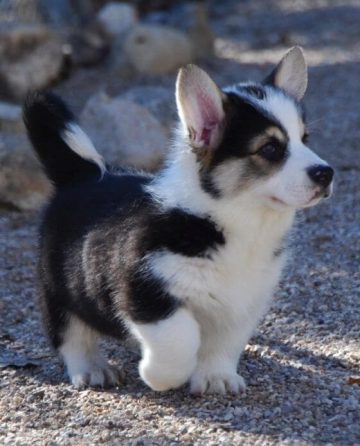 Top 20 Most Adorable Corgi Mixes That You Will Love - The Dogman