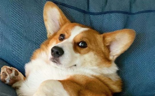 10 Most Popular Dog Breeds in Russia - The Dogman