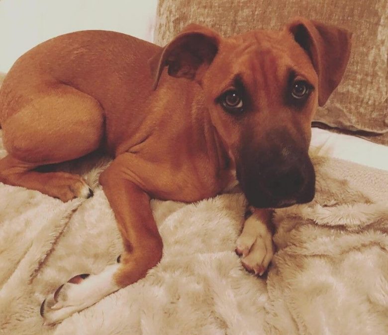 17 Doberman Pinscher Mixes: Mixed Breeds At The Top Of Their Class ...