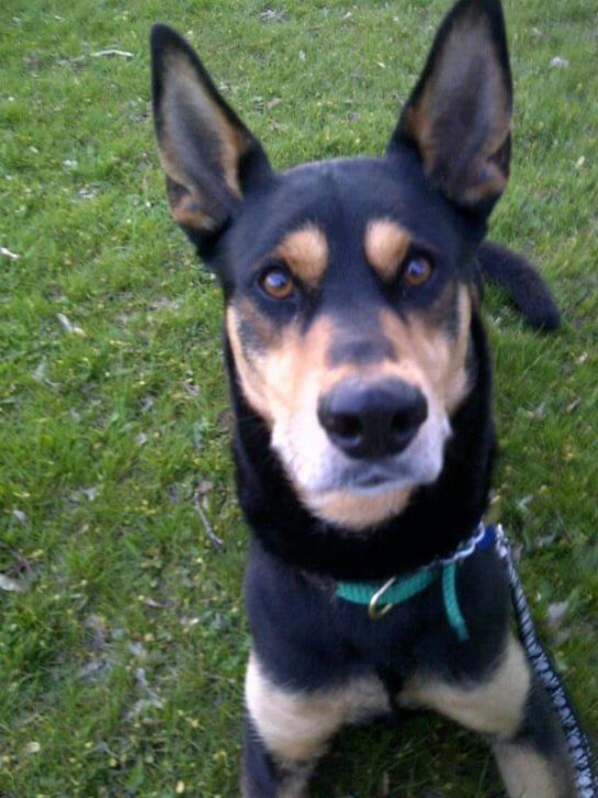 17 Doberman Pinscher Mixes: Mixed Breeds At The Top Of Their Class ...