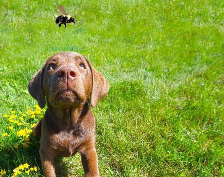 Is It Safe For Dogs To Eat Bugs? - The Dogman
