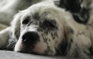 14 Spotted Facts About English Setters - The Dogman