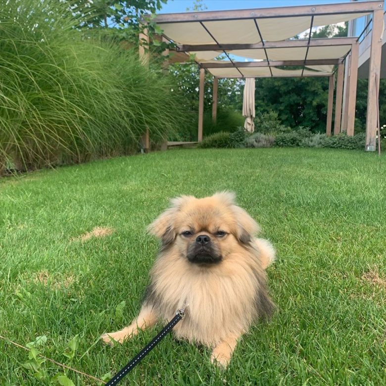 14 Things Tibetan Spaniel Owners Must Never Forget - The Dogman