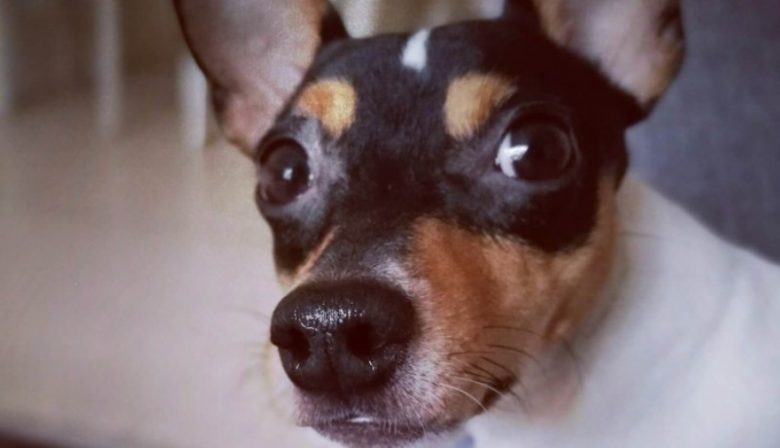14 Amazing Facts About Toy Fox Terriers You Probably Never Knew - The ...