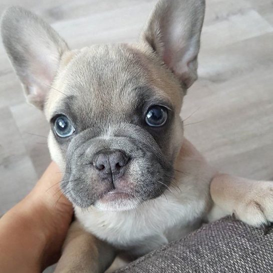 15 Realities That New French Bulldog Owners Must Accept - The Dogman