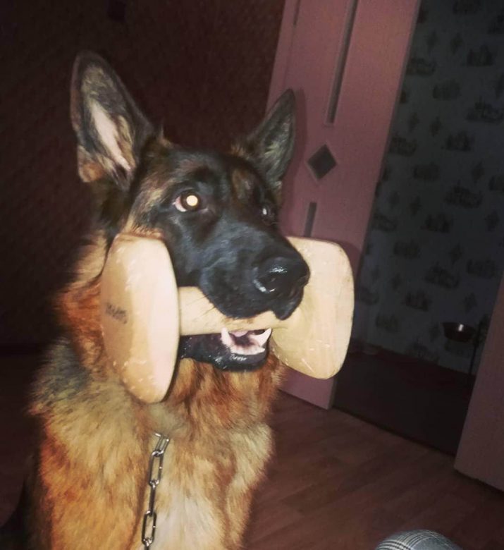 12 Reasons Why Your German Shepherd Is Staring At You Right Now - The ...