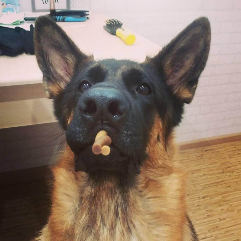 12 Reasons Why Your German Shepherd Is Staring At You Right Now - The ...