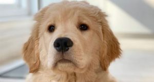 16 Funny Golden Retriever Memes That Are Here To Put A Smile On Our ...